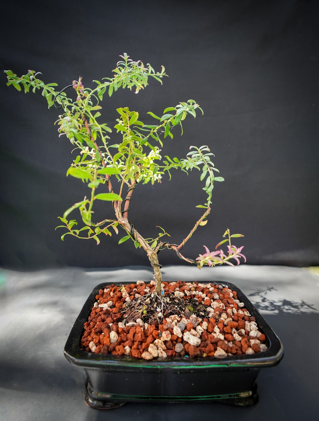 Lousbonsai.com Dwarf Blueberry Bonsai Tree. Real Mini Blueberries, Blue ...