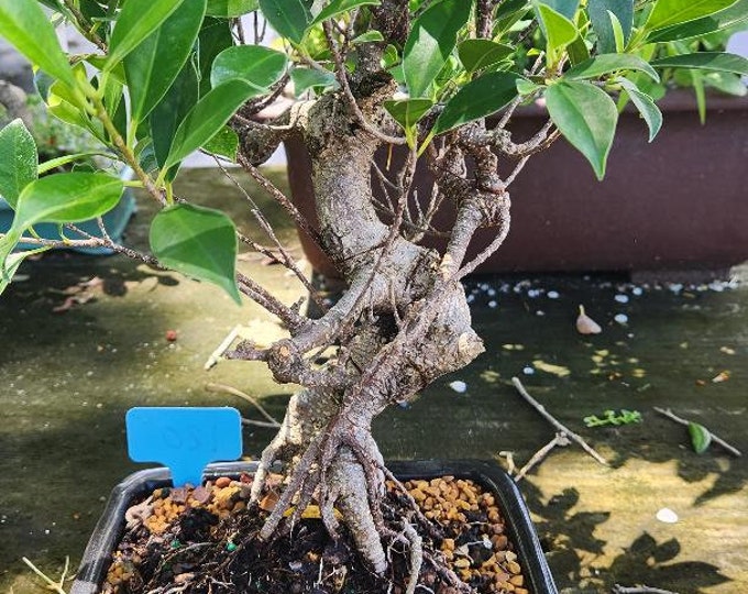 Shimpaku Itogawa Juniper Tanuki Bonsai Tree in a Handmade Glazed ...