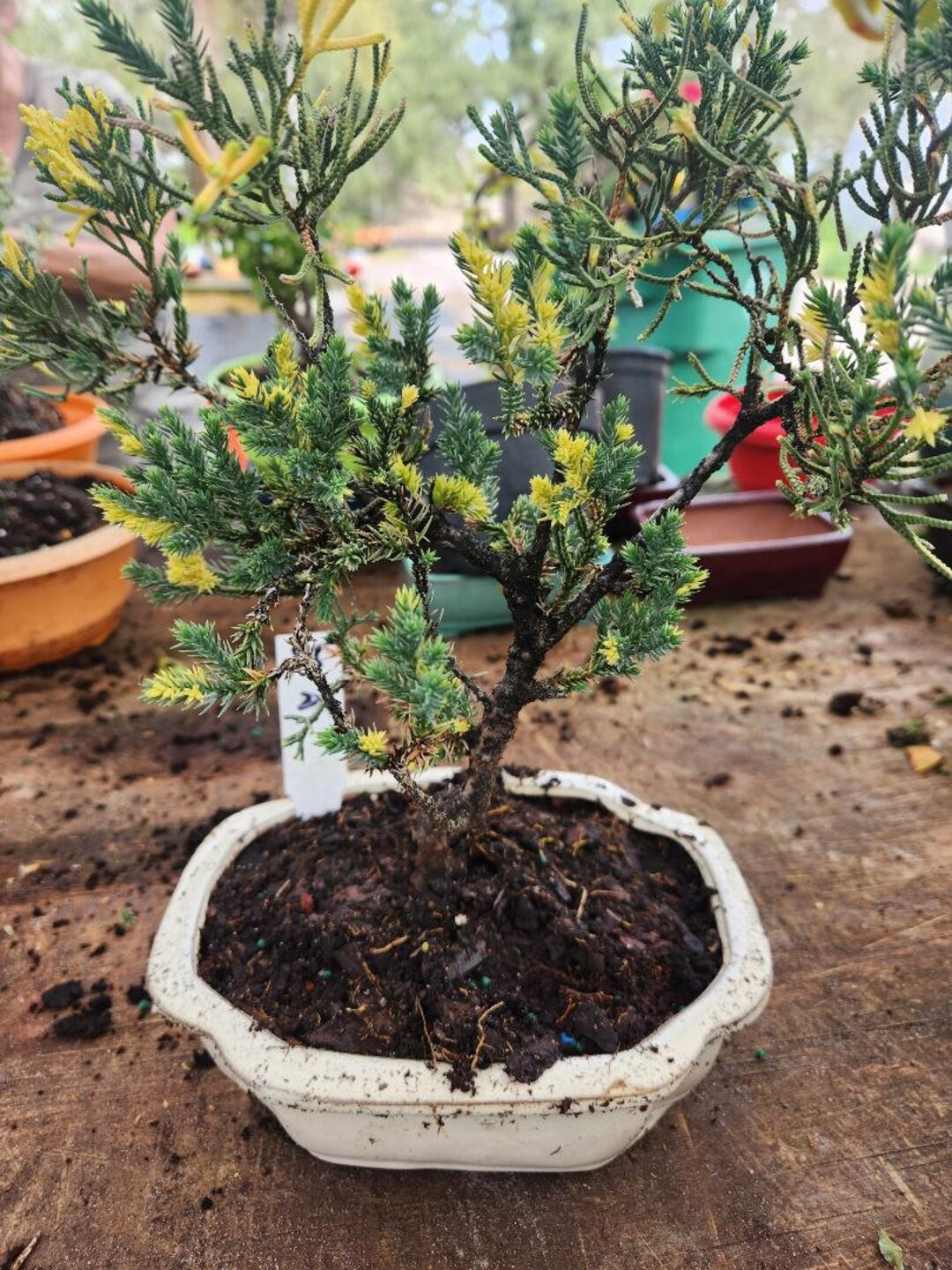 Lousbonsai.com Rare Variegated Juniper. Gets More and More Yellow ...
