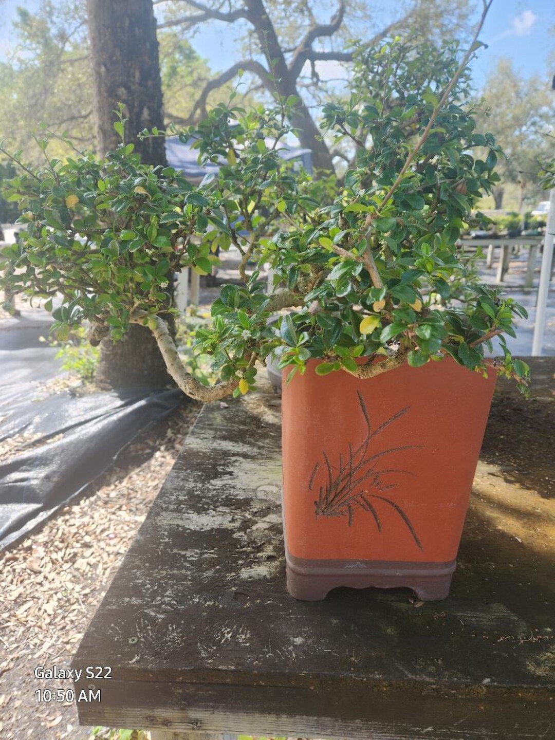 Lousbonsai.com Imported Traditional Fukien Tea Indoor Bonsai Tree ...