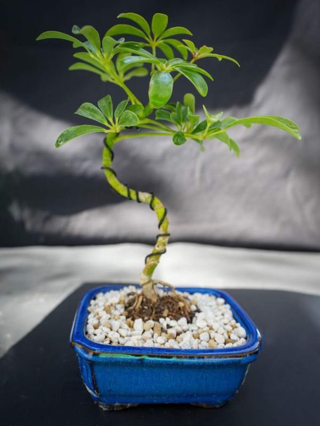 Trained Umbrella Bonsai Tree: S-shape, Low Care - Etsy