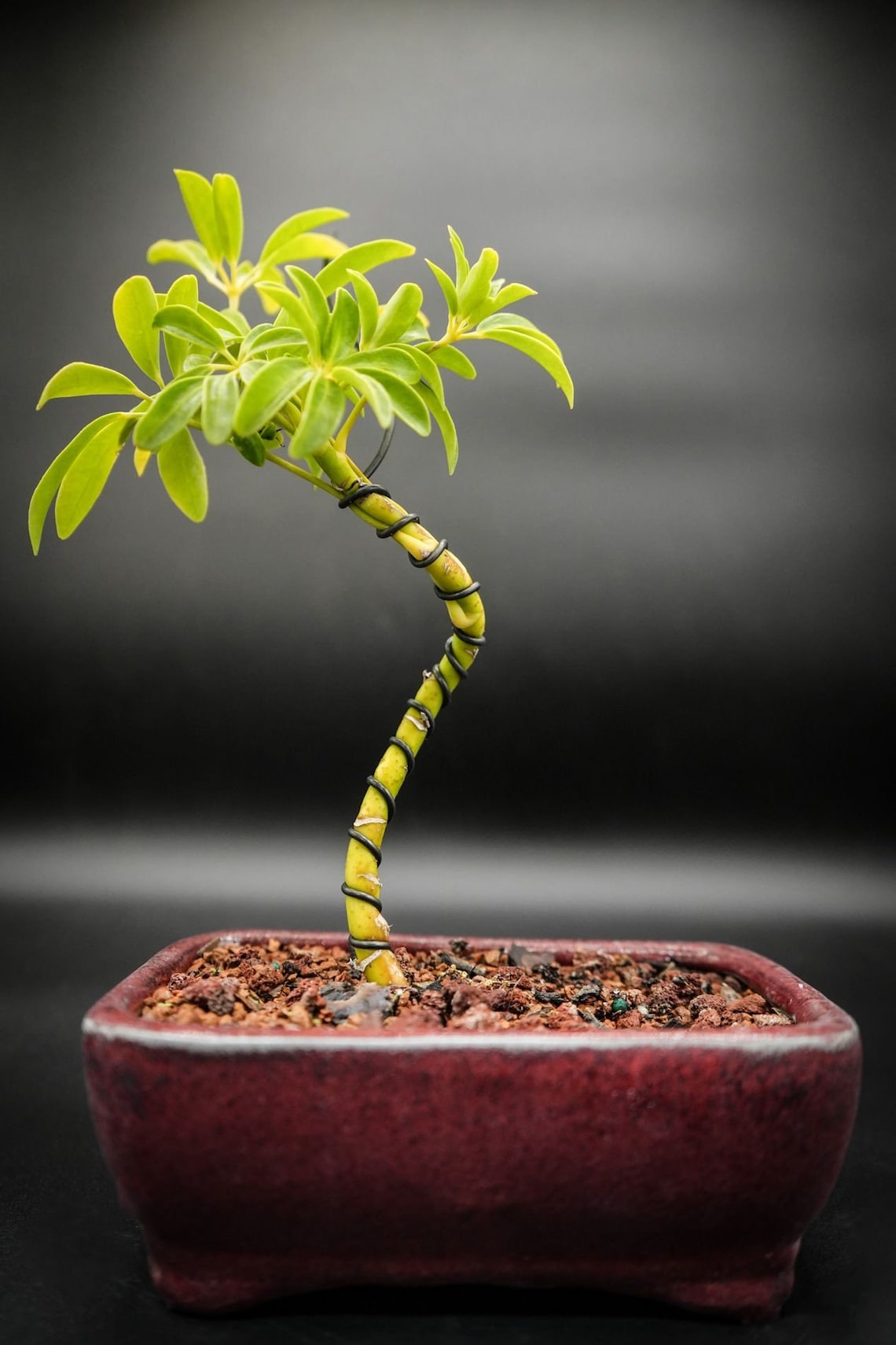 Indoor Beginner Bonsai Tree for the True Beginner. Umbrella Dwarfed - Etsy