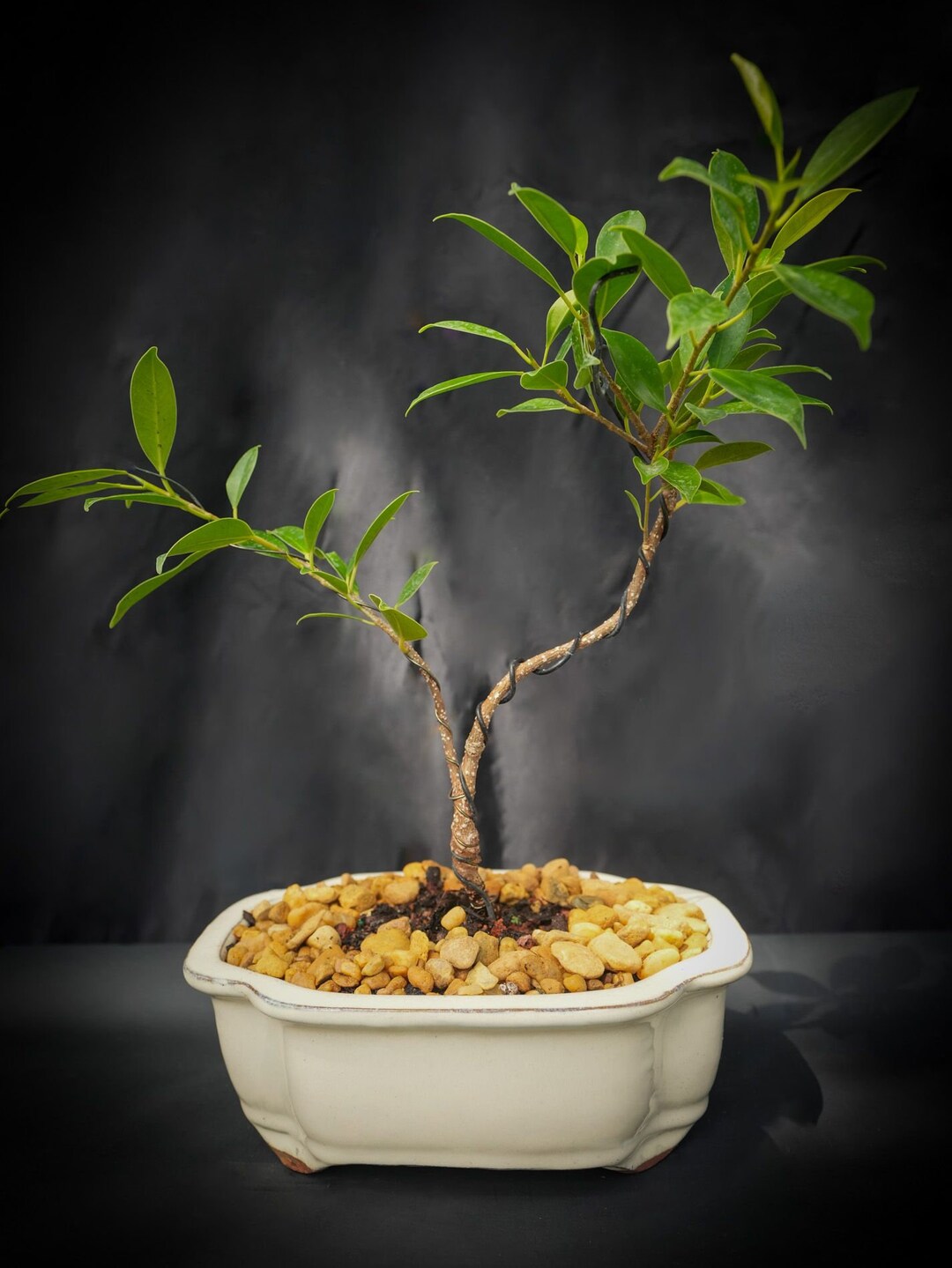 Lousbonsai.com Dwarf Ficus Retusa Bonsai Tree Perfect for Your Home or ...
