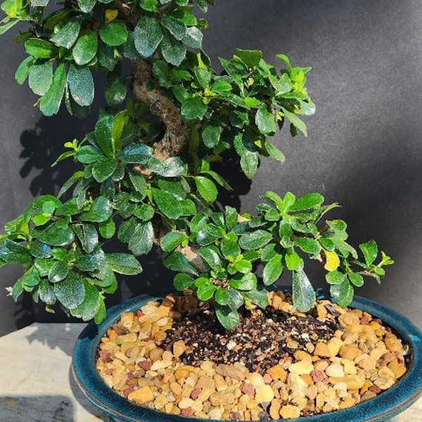 Fukien Tea Bonsai - Etsy