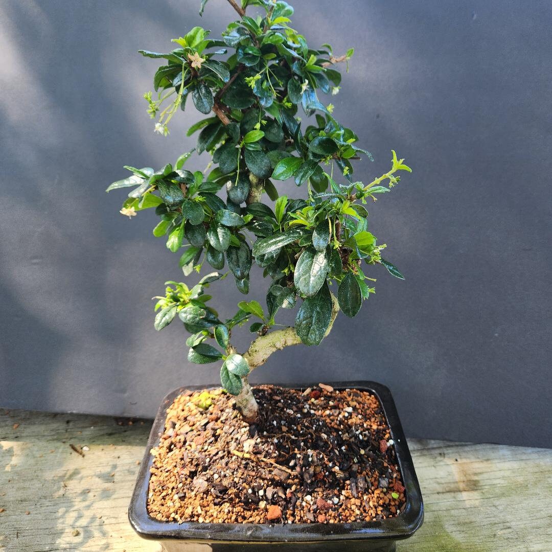 Lousbonsai.com Flowering Fruiting Indoor Fukien Tea Bonsai Tree. A ...