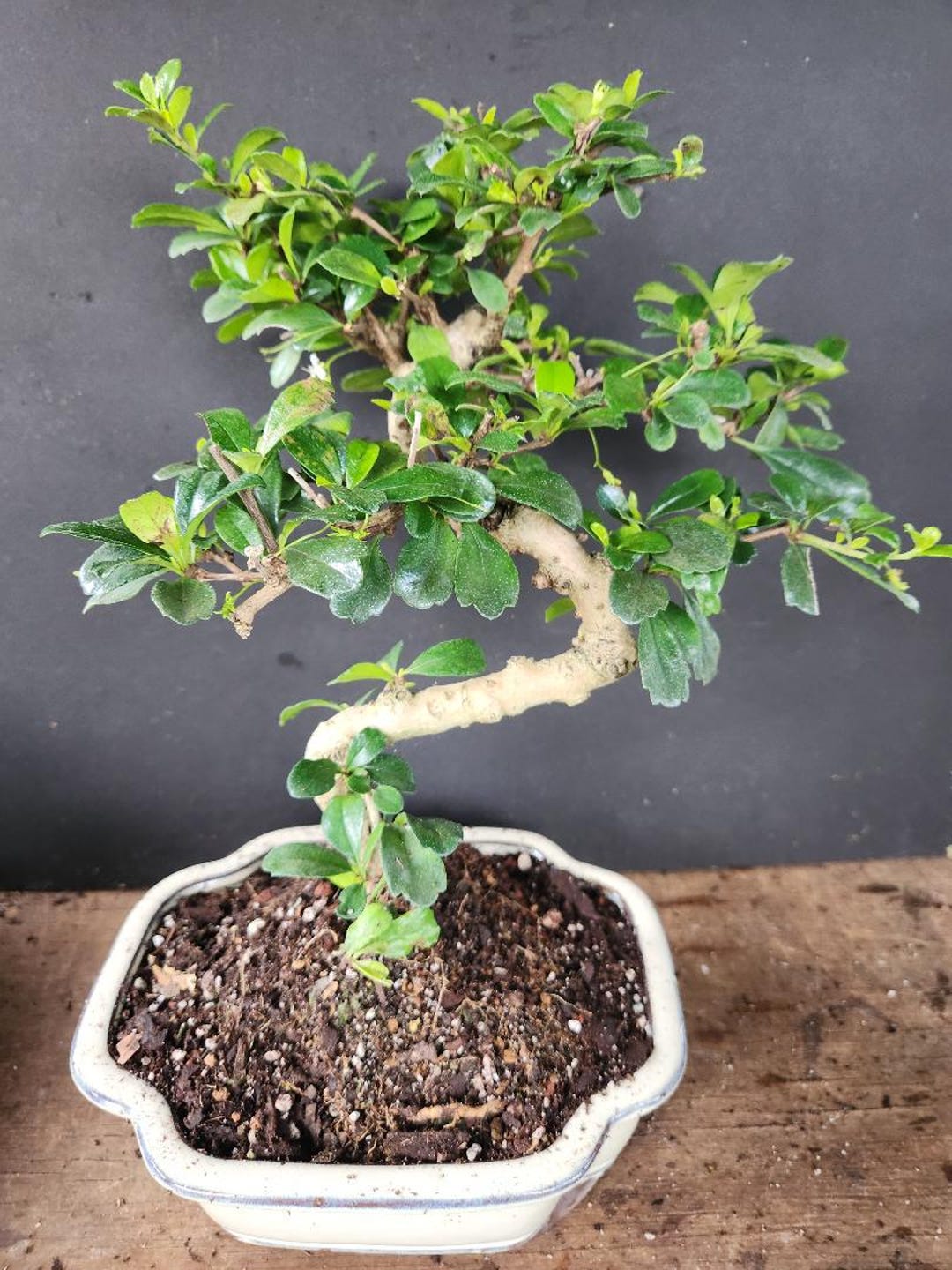 Lousbonsai.com Imported Traditional Fukien Tea Indoor Bonsai Tree ...