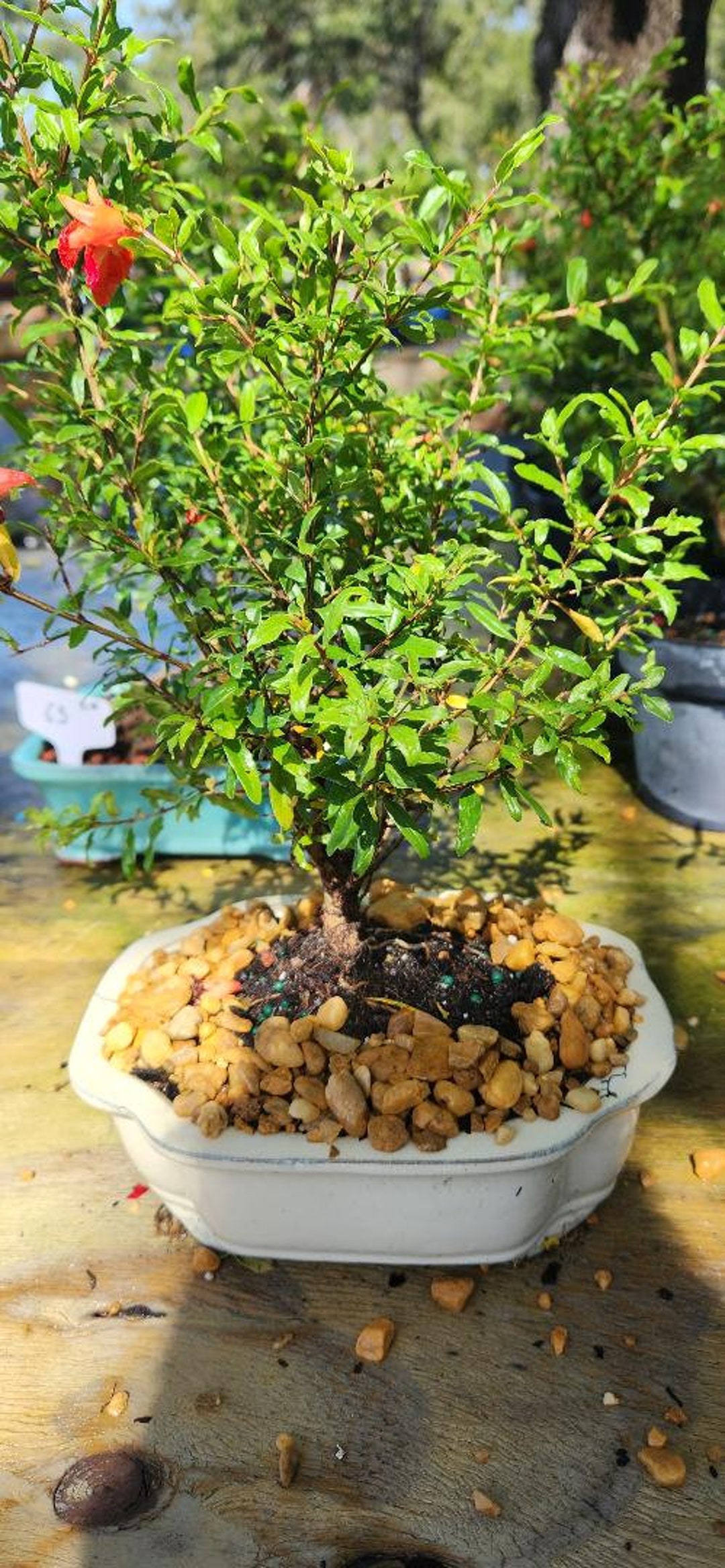 Lousbonsai.com Dwarf Pomegranate Bonsai Tree. Will Flower as Shown and ...