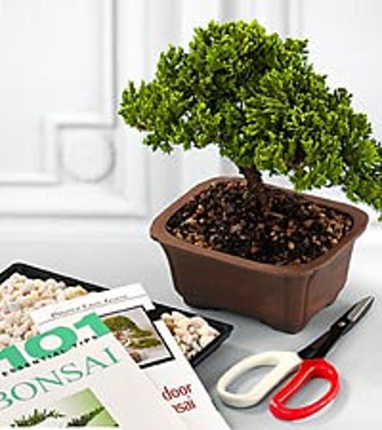 Juniper Bonsai Kit. Comes With Everything You Need. - Etsy