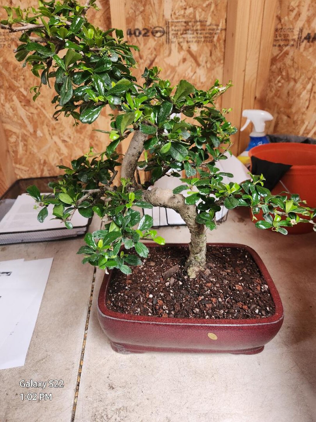 Lousbonsai.com Imported Traditional Fukien Tea Indoor Bonsai Tree ...