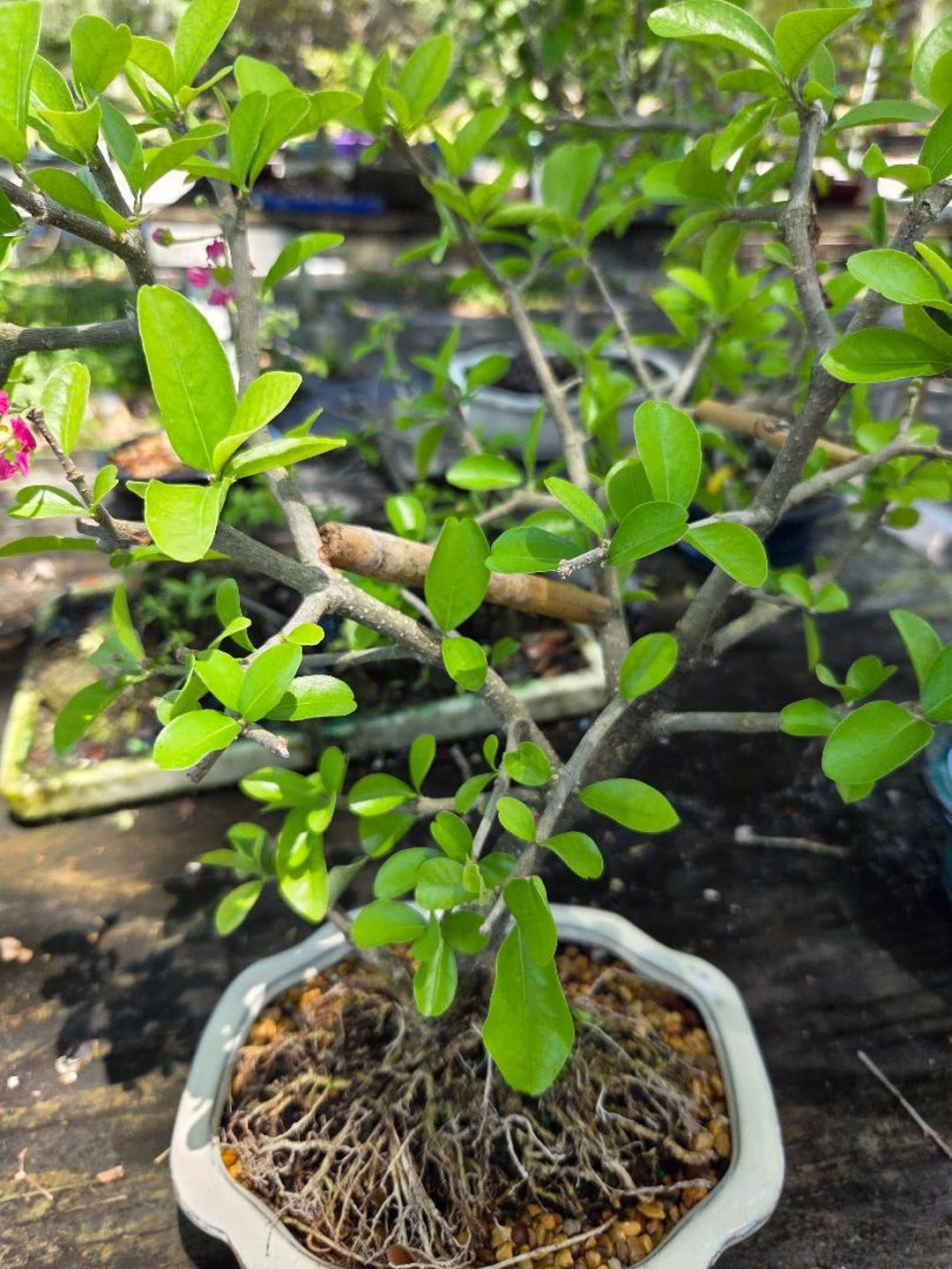 Dwarf Mini Weeping Cherry Bonsai Tree That Flowers 3x a Year and Fruits ...