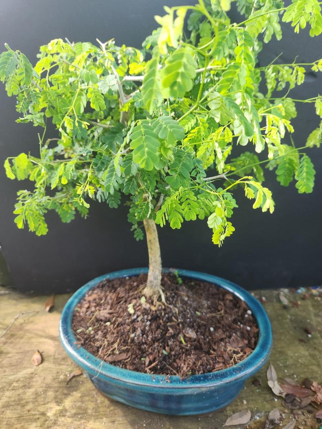 Dwarf Brazilian Raintree: Easy-care Indoor Plant (6 Inch Pot) - Etsy