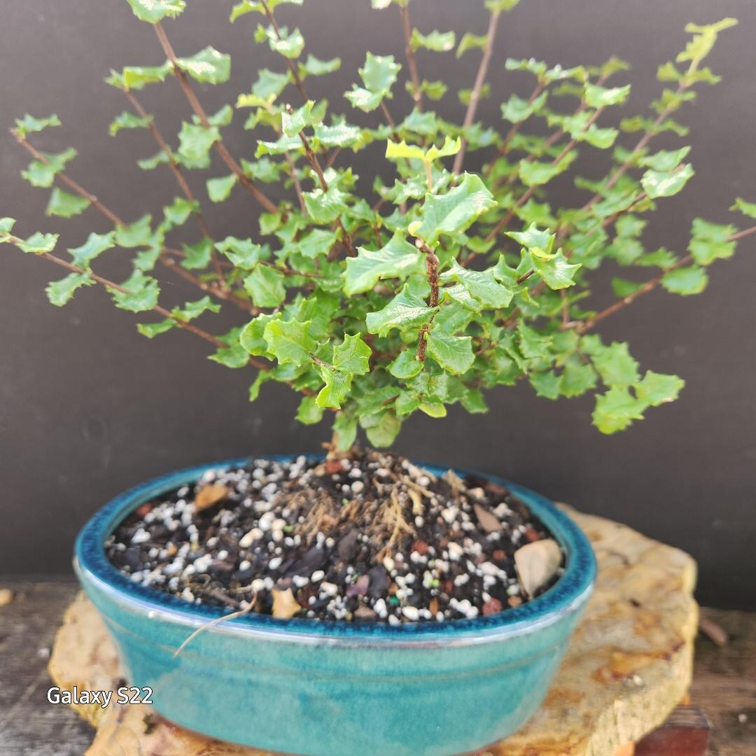 Lousbonsai.com Brand New Mini Dwarf Holly Bonsai Tree. Beginner Indoor ...