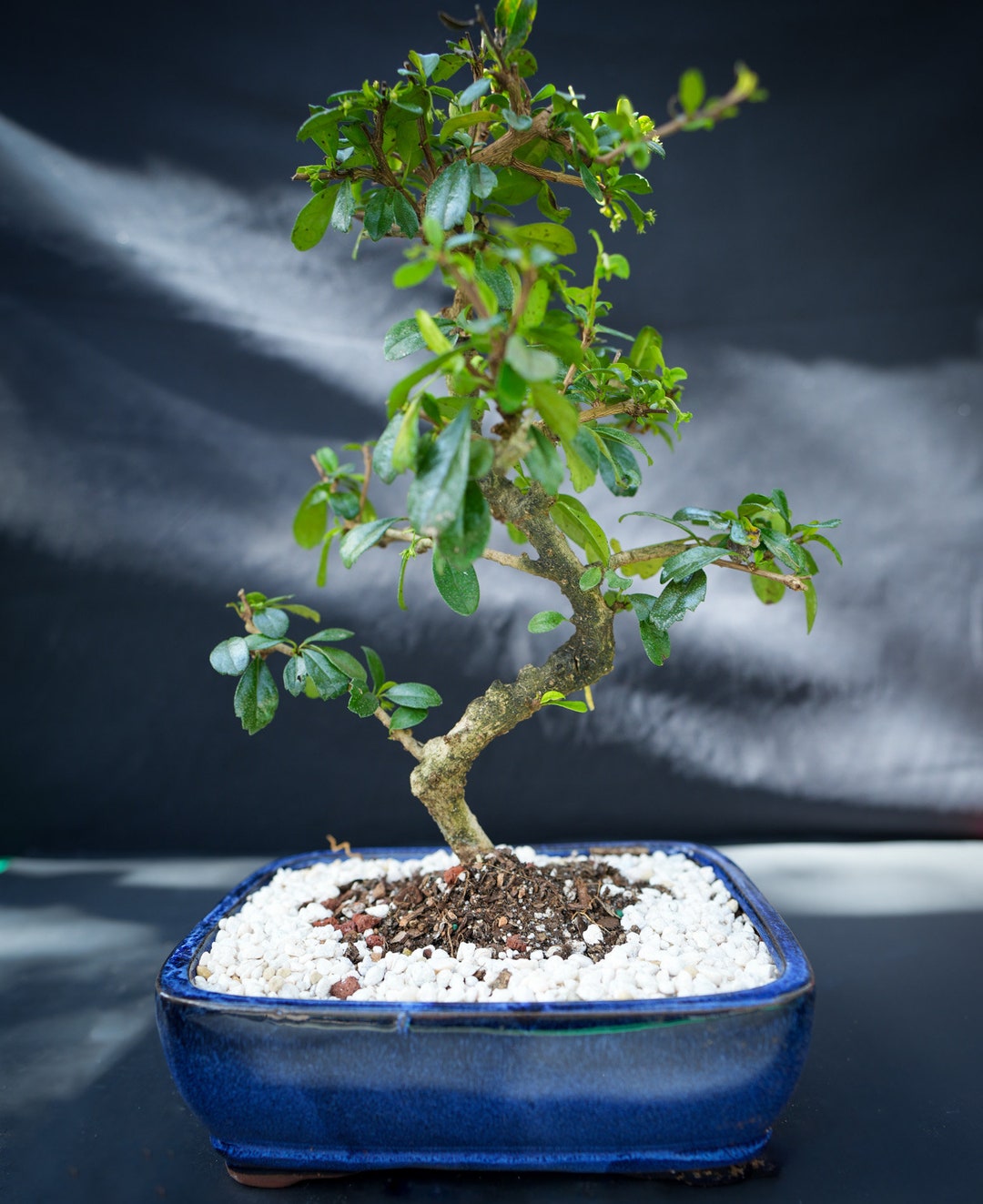 12yr Fukien Tea Bonsai Tree for Indoors. Flowers and Fruits 4x a Year ...