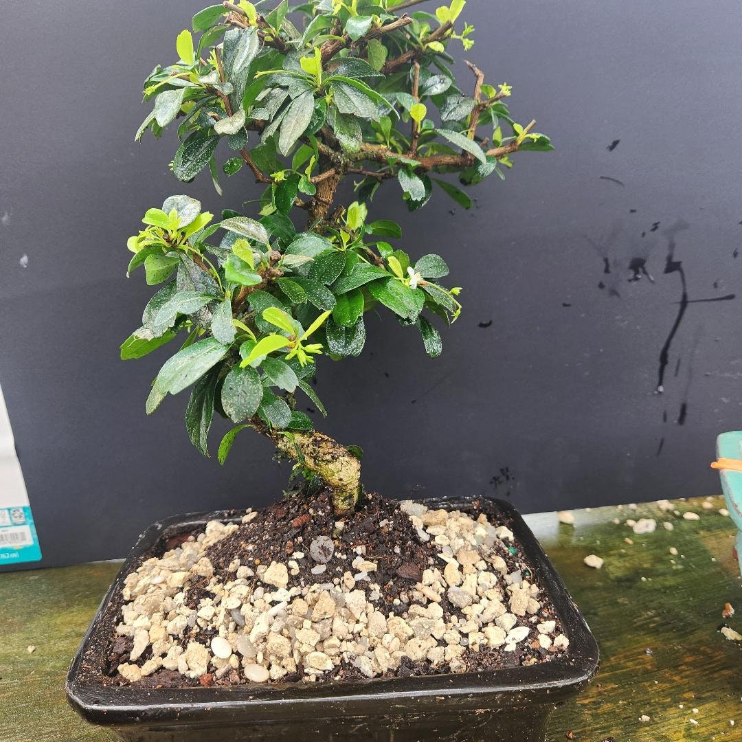 Flowering and Fruting Fukien Tea Bonsai Tree From China - Etsy