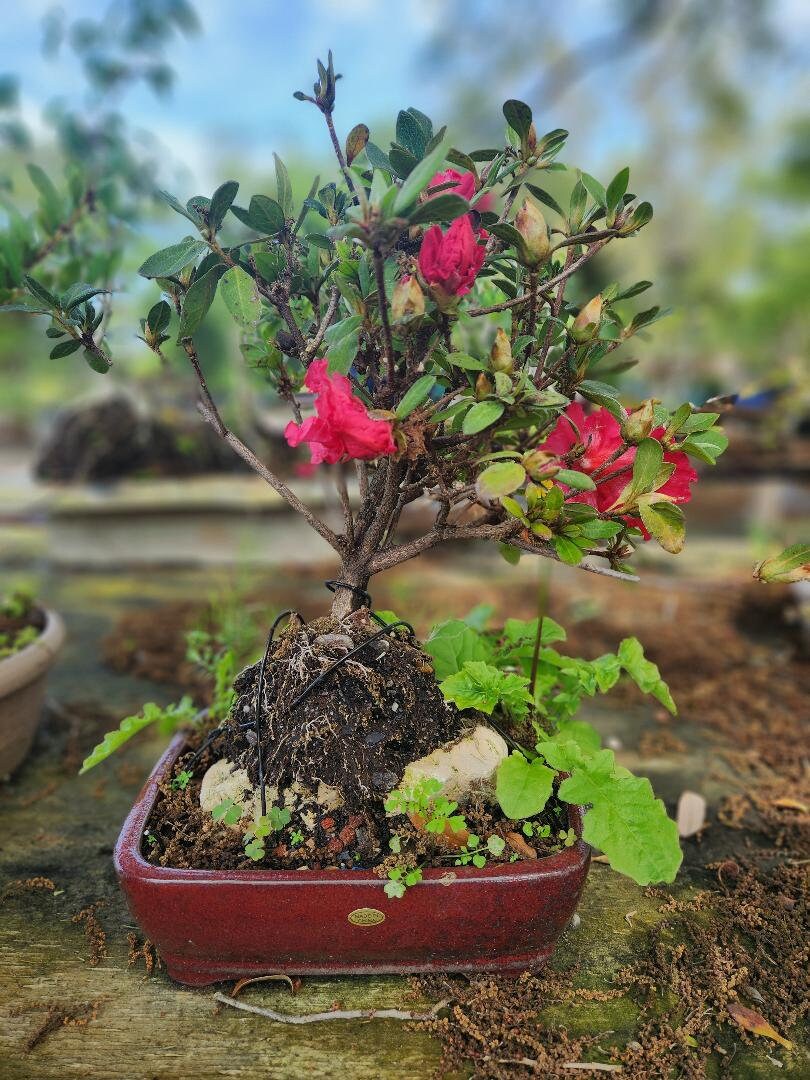 Lousbonsai.com Pink Azalea Bonsai Tree Grown Over Rock. With Natural ...