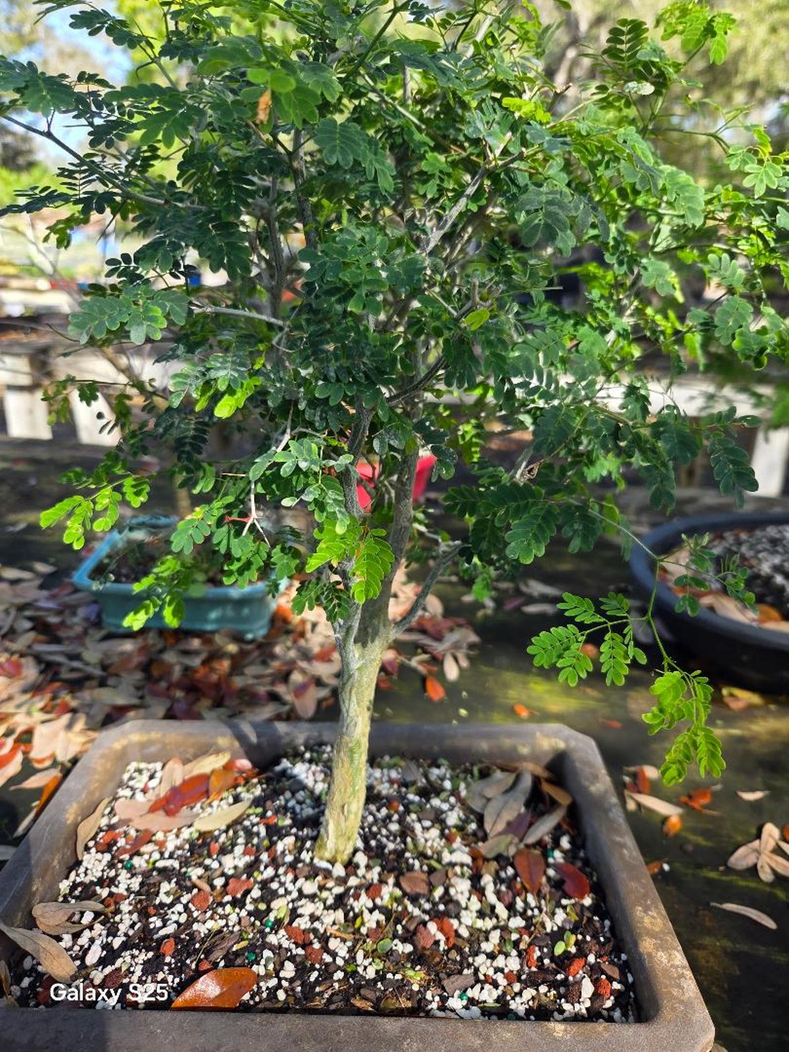 Lousbonsai.com Brazilian Raintree Bonsai in 10 Inch Pot. All Are Full ...