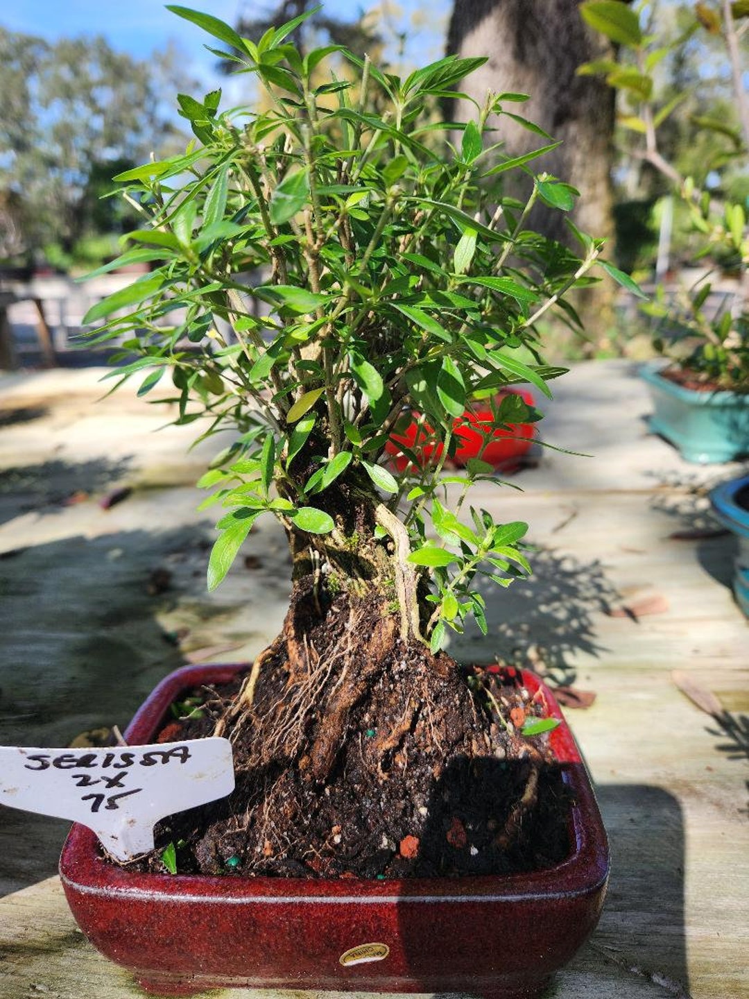Lousbonsai.com Mount Fuji Serissa Flowers White Many Times a Year Know ...