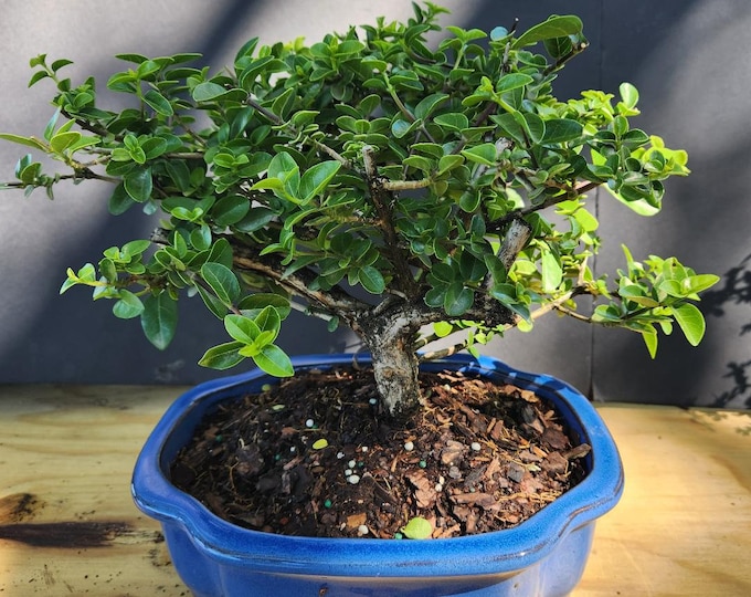 Pre Bonsai Starter Split Trunk, Premna Micropylla. - Etsy