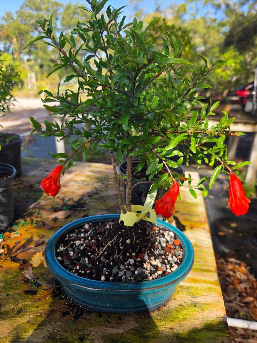 Dwarf Pomegranate Bonsai Tree That Actually Blooms and Produces Mini ...