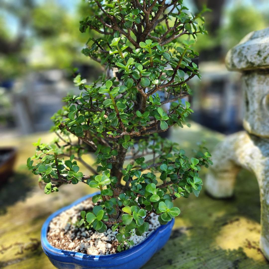 Lousbonsai.com Green Dwarf Jade Bonsai Tree for the Beginner and Please ...
