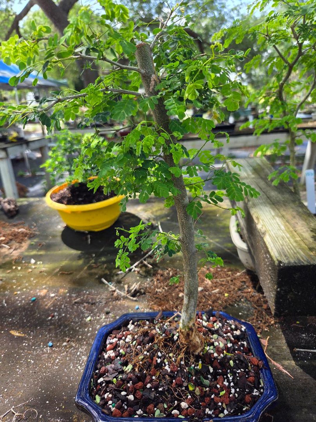 10 Year Old Brazilian Raintree Bonsai Tree Great for Indoors FREE ...