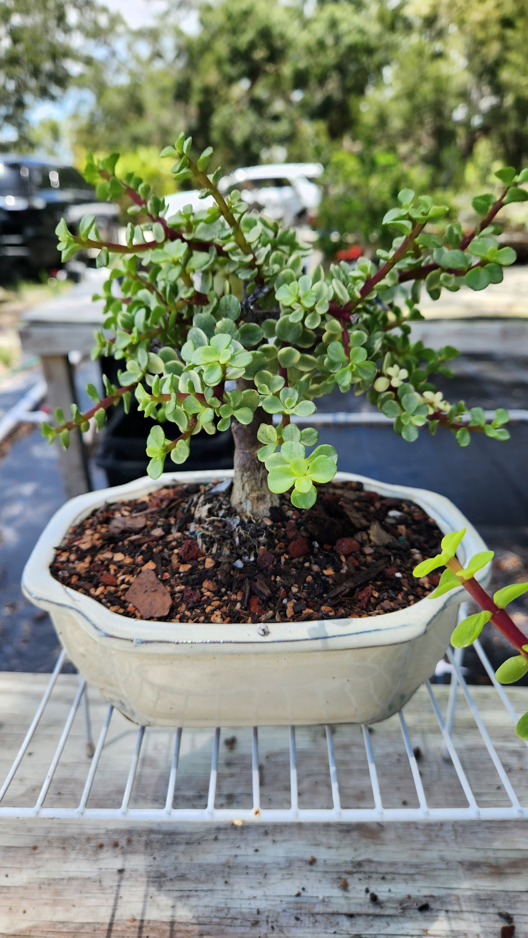 Varigated Dwarf Jade in 6inch Pot Lousbonsai - Etsy