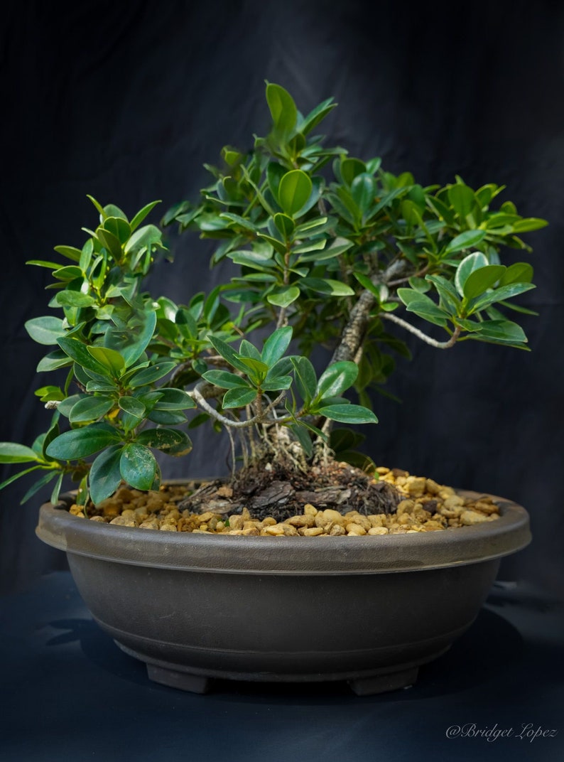 Lousbonsai Green Island Ficus Bonsai Tree in 12 Inch Trainer Pot the ...