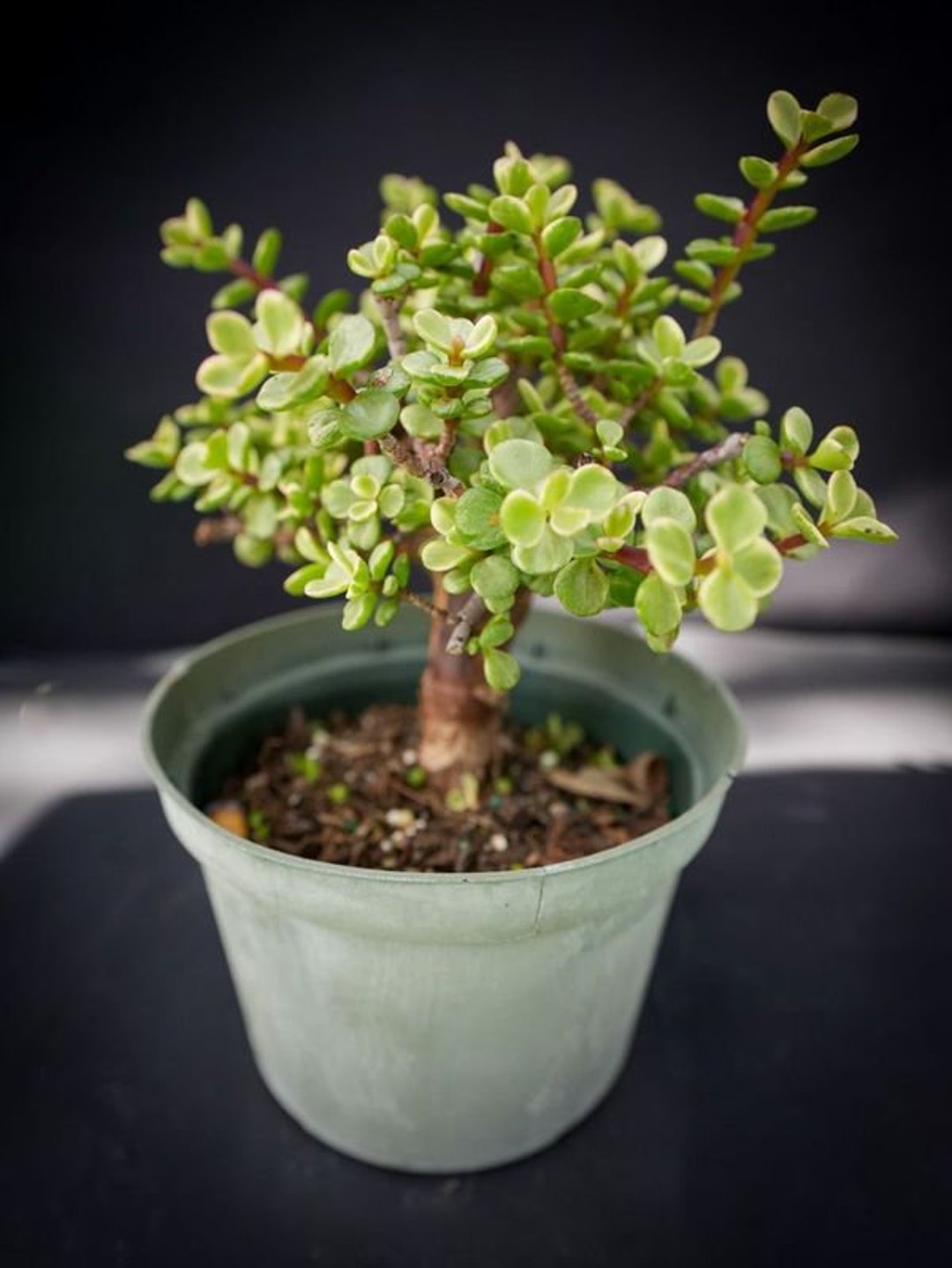 Baby Dwarf Jade in 6inch Training Pot 4yrs Old 4 to 7inches Tall - Etsy