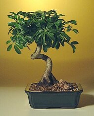 Coiled Umbrella Bonsai Tree for Indoors and Beginner Bonsai Lover - Etsy