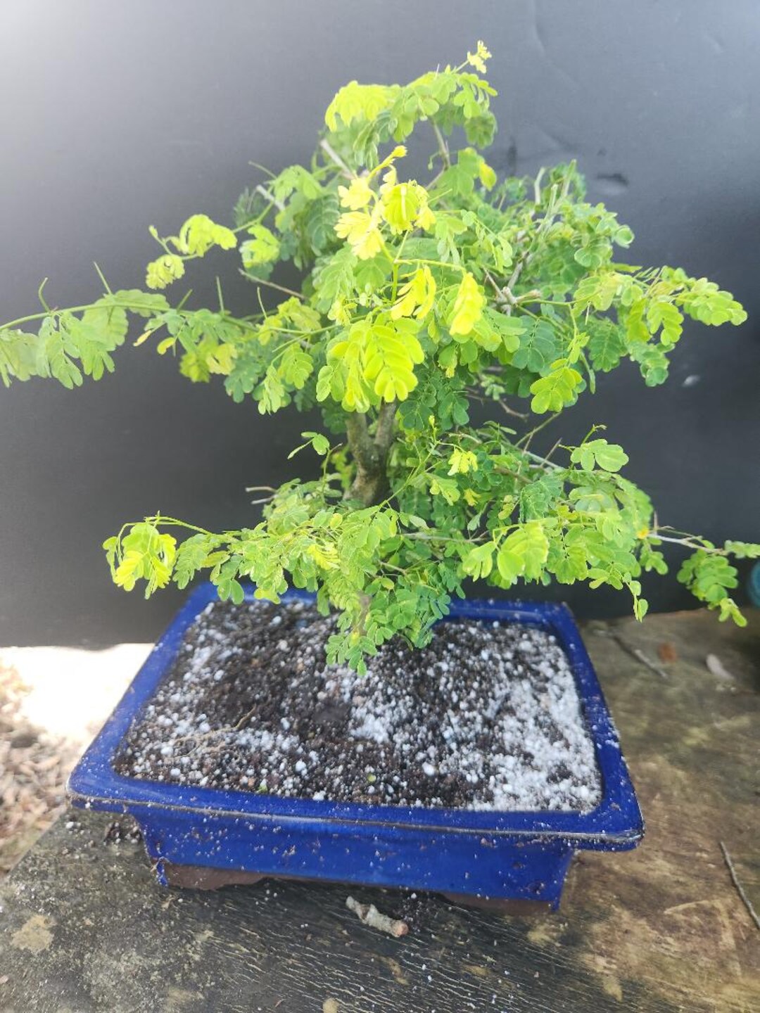 Dwarf Brazilian Raintree in 6inch Bonsai Pot. True Bonsai Indoor Tree ...