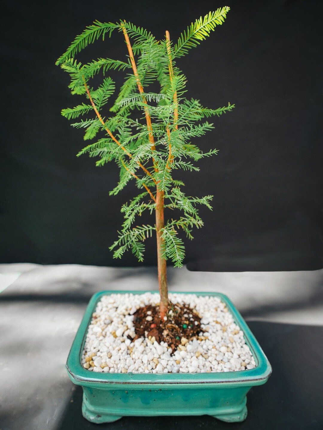 Dwarf Bald Cypress Bonsai Tree in 8-inch Glazed Pot - Etsy