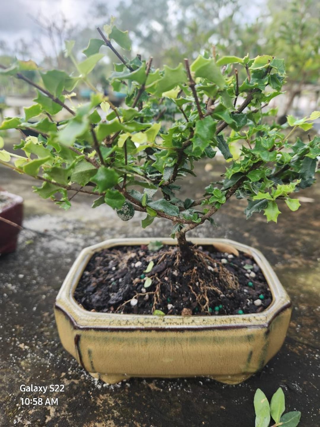 Lousbonsai.com Brand New Mini Dwarf Holly Bonsai Tree. Beginner Indoor ...