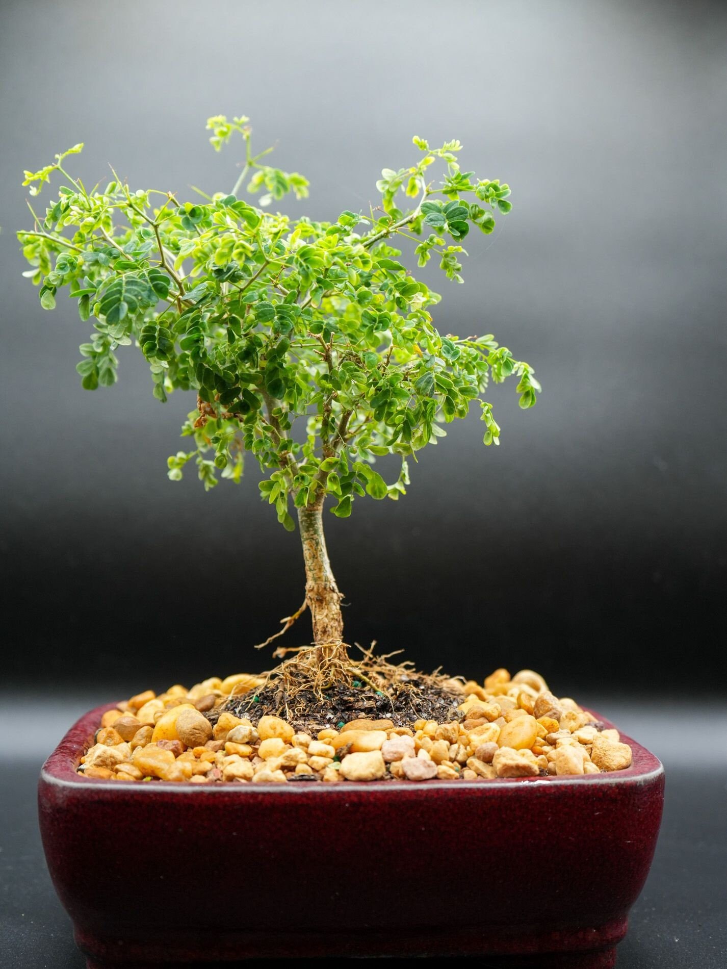 Dwarf Brazilian Raintree in 6inch Bonsai Pot. True Bonsai Indoor Tree ...