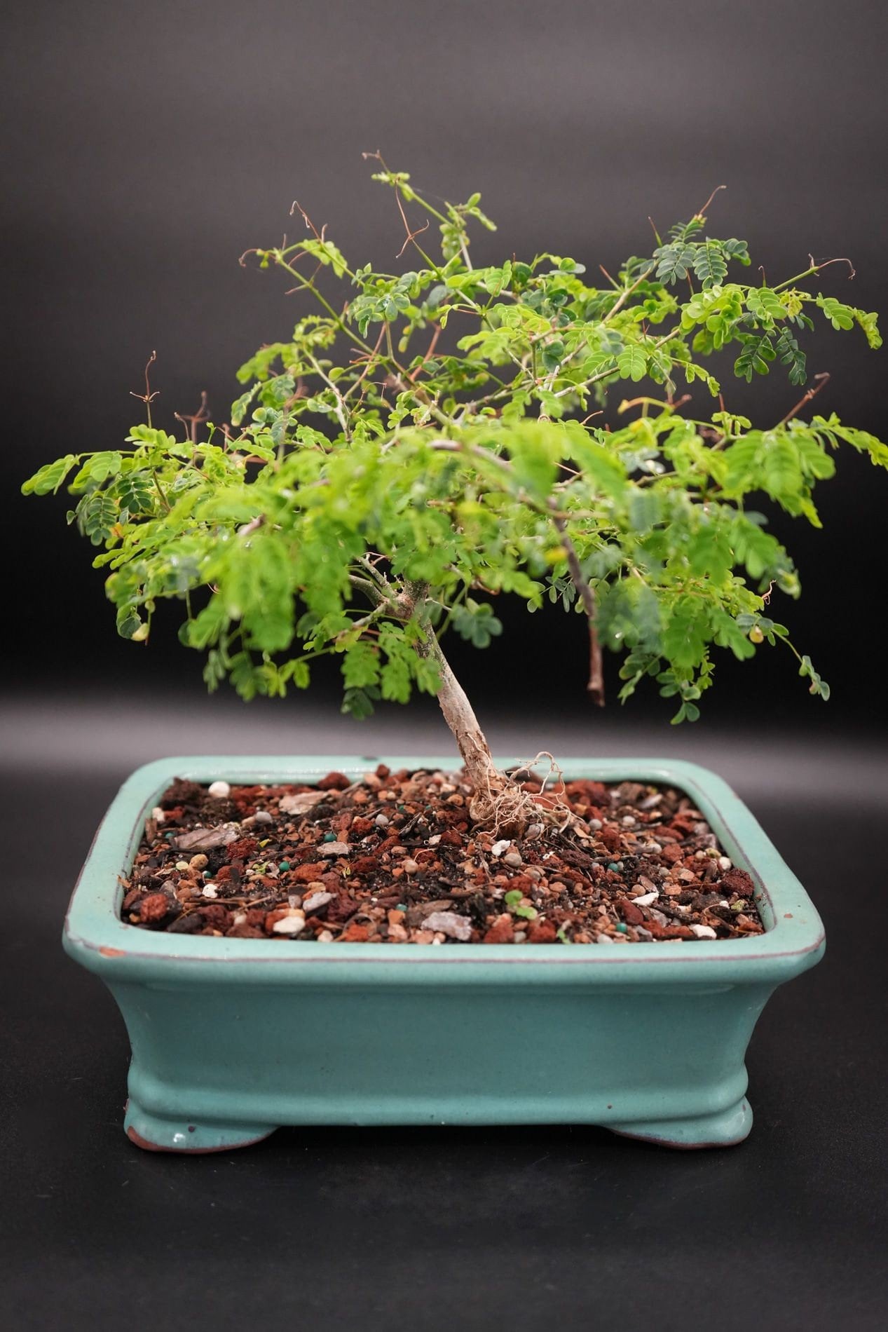 Dwarf Brazilian Raintree Bonsai Tree. Traditional Bonsai Tree - Etsy