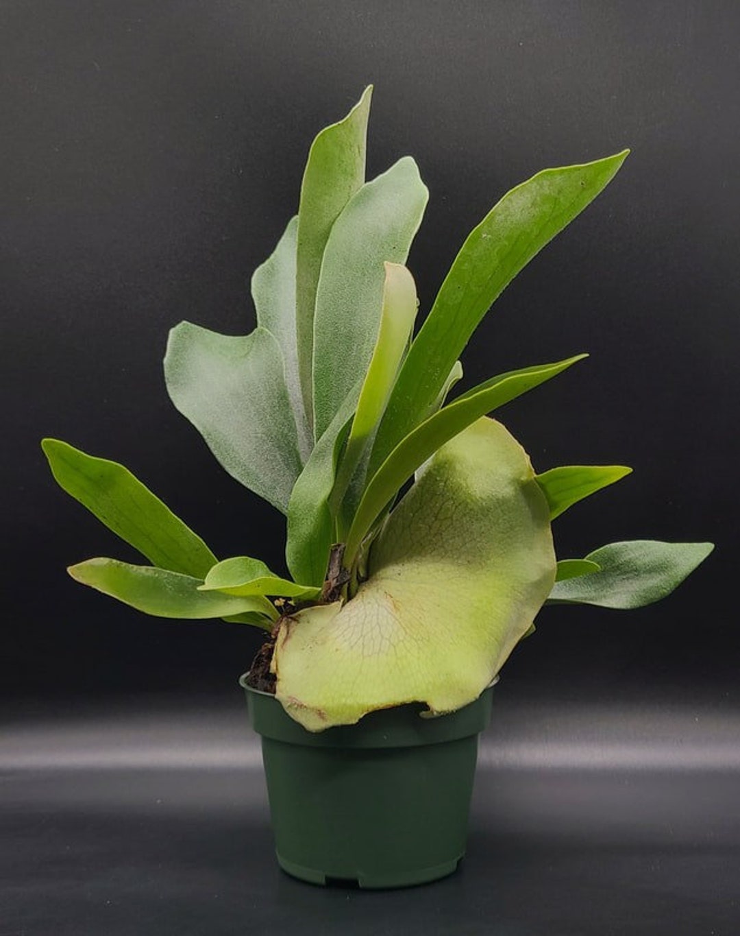 6inch Potted Stag Horn Fern. Loves Shade and Moisture. These Get ...