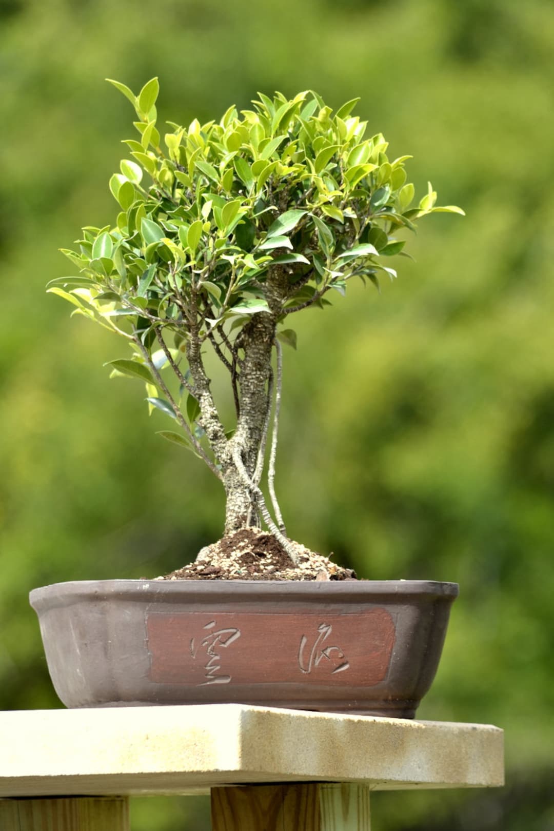 Ficus Retusa Indoor Bonsai Tree for the True Beginner - Etsy
