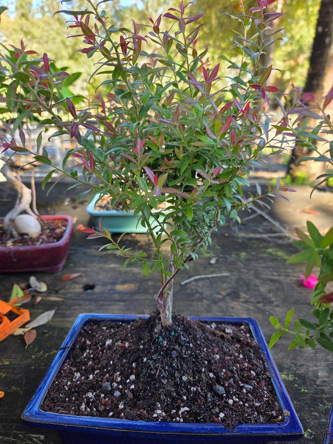Dwarf Blueberry Bonsai Tree: Pink & Green Leaves in 8" Glazed Pot - Etsy
