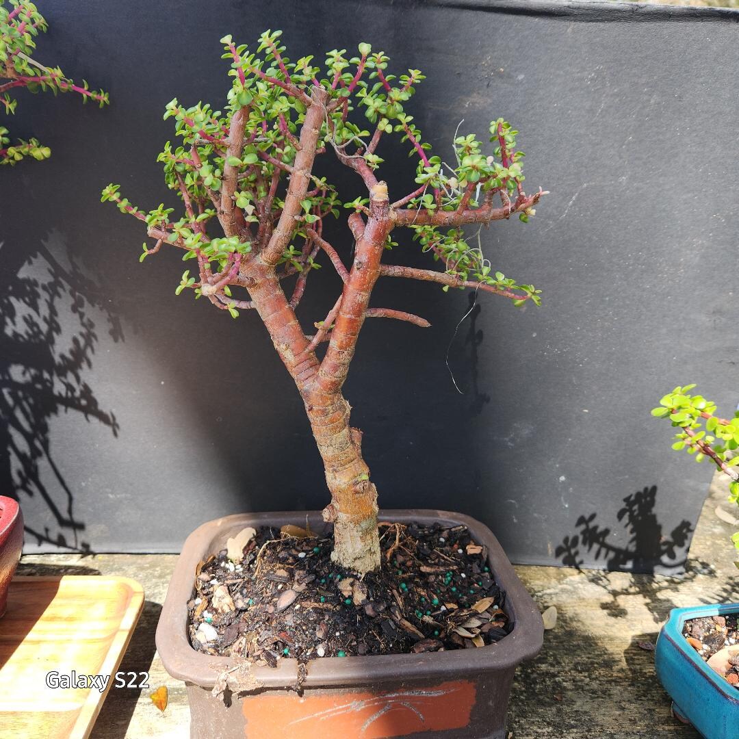 Lousbonsai.com Rare RAINBOW Jade Bonsai Tree. Indoor RARE 14INCHES ...