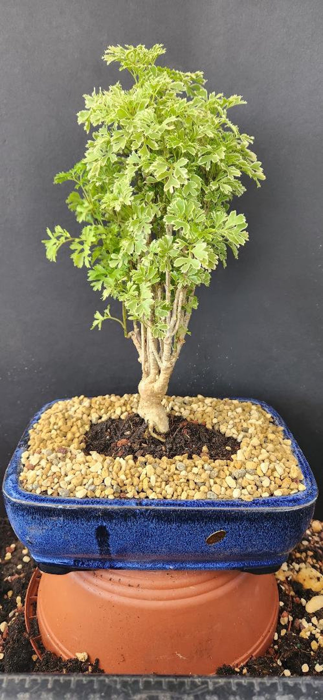 Lousbonsai.com Medium Snowbush Bonsai Tree That Looks Like Snow on ...