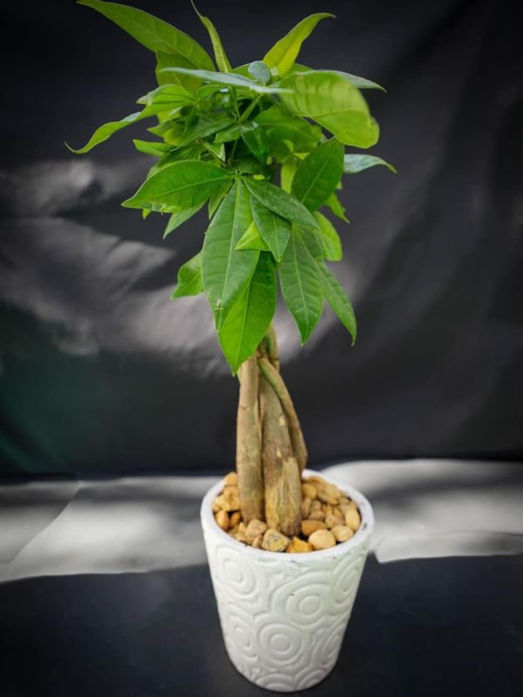 Good Luck Money Tree in a White Pot - Etsy