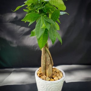 Good Luck Money Tree in a White Pot - Etsy
