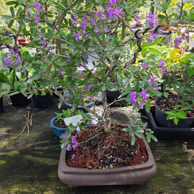 Bluebell Bonsai Tree - Etsy UK