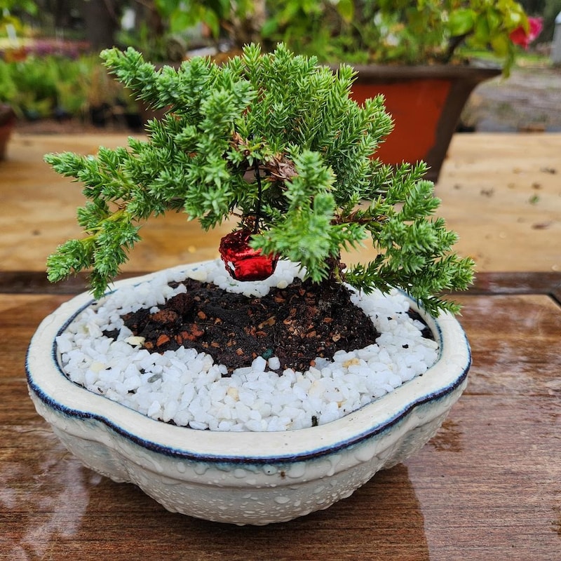 Bonsai - Etsy