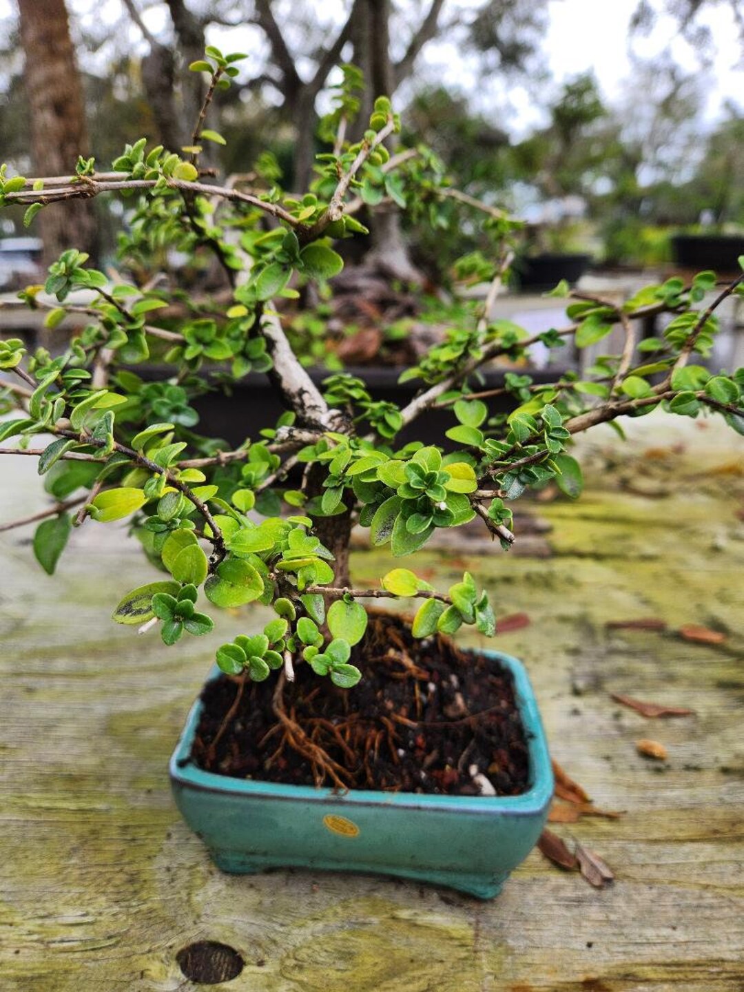 Lousbonsai.com Dwarf Mame Rare Premna White Flowering Indoor Bonsai ...