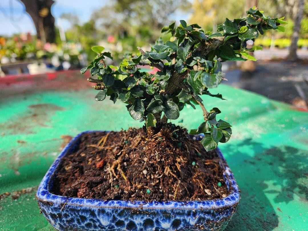 Lousbonsai.com Brand New Mini Dwarf Holly Bonsai Tree. Beginner Indoor ...