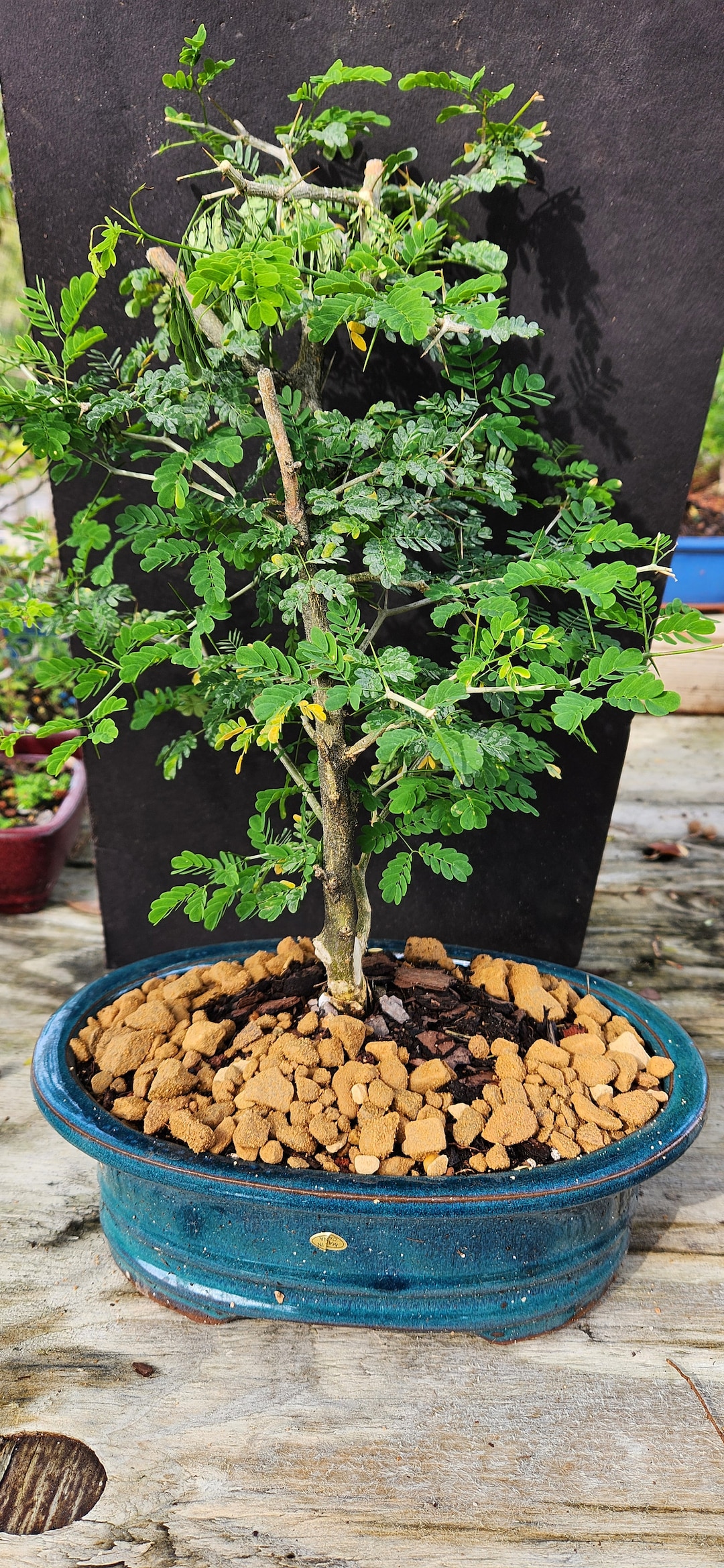 Brazilian Raintree Bonsai Tree - 10 Year Old Indoor Plant - Etsy