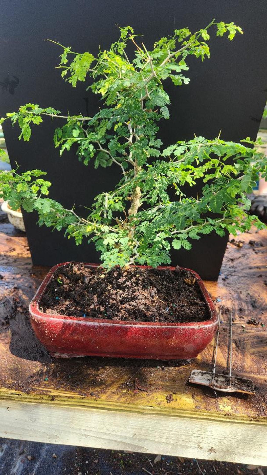 Lousbonsai.com New Brazilian Raintree Grown in a 10 Inch Bonsai Pot ...