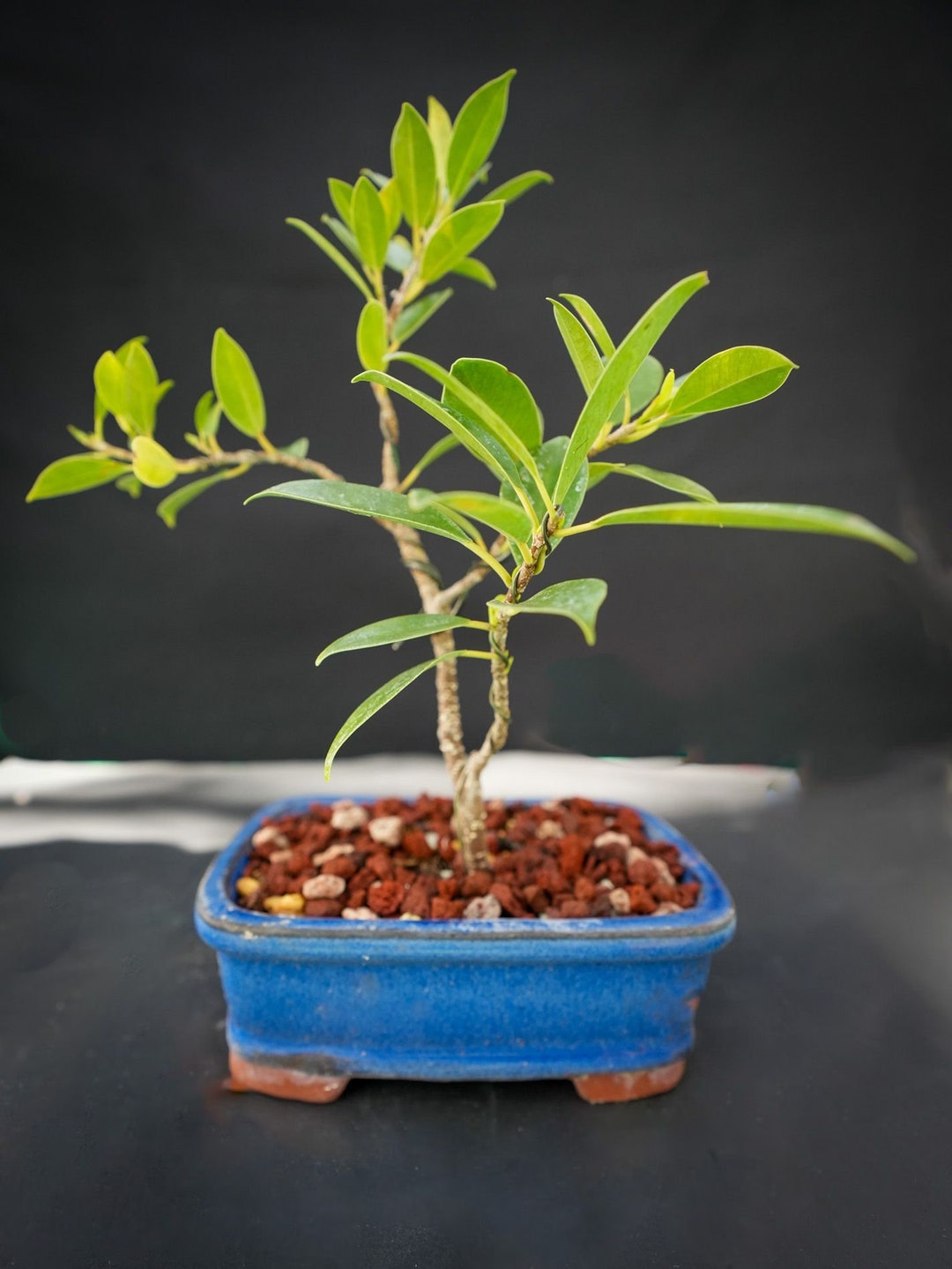 Lousbonsai.com Ficus Retusa Trained by the Master Banyan Bonsai Tree ...