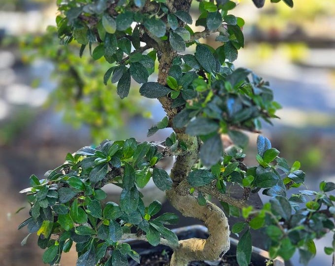 Flowering and Fruiting Fukien Tea Bonsai Tree. Beginner Tree, Low Light ...