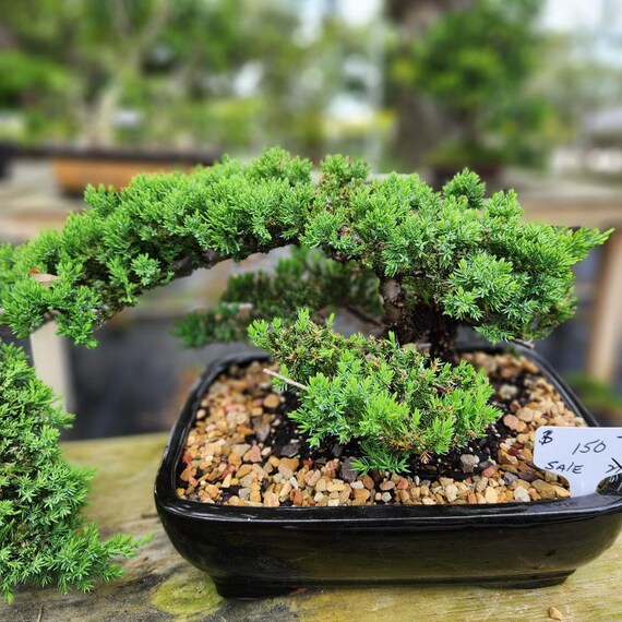 Bonsai pot for sale store